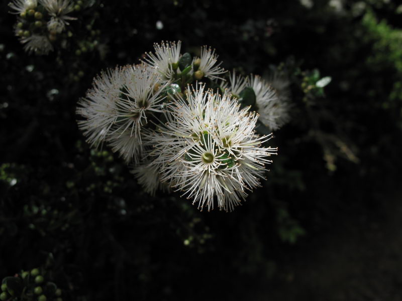 Kahurangi Lighthouse Trip